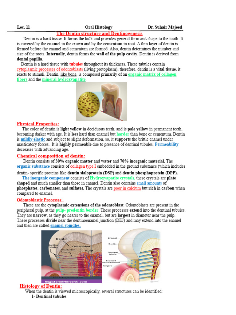 lec.11 dentin.docx | PDF