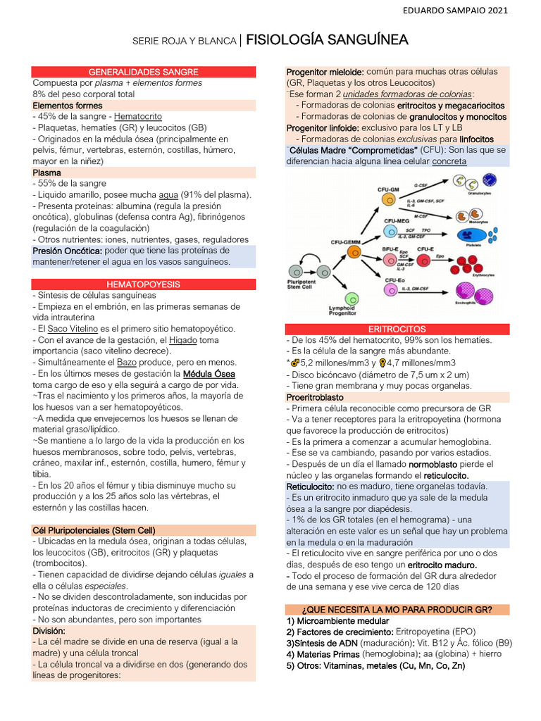 Endocrino Cuaderno Fisio 2 | PDF