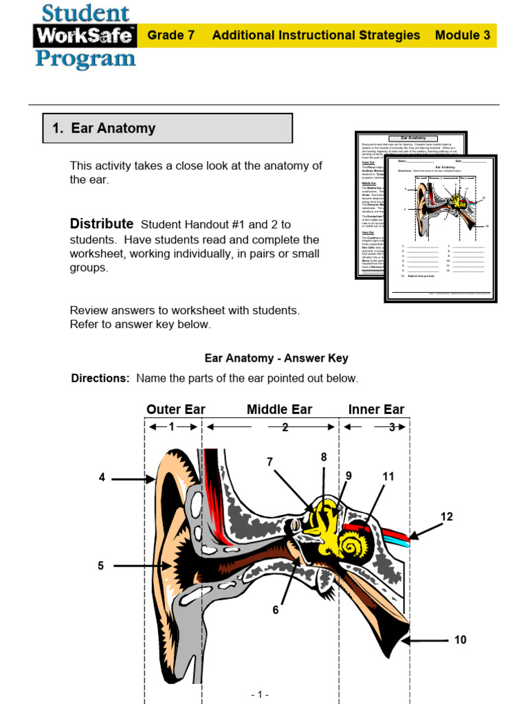Ear Anatomy | PDF