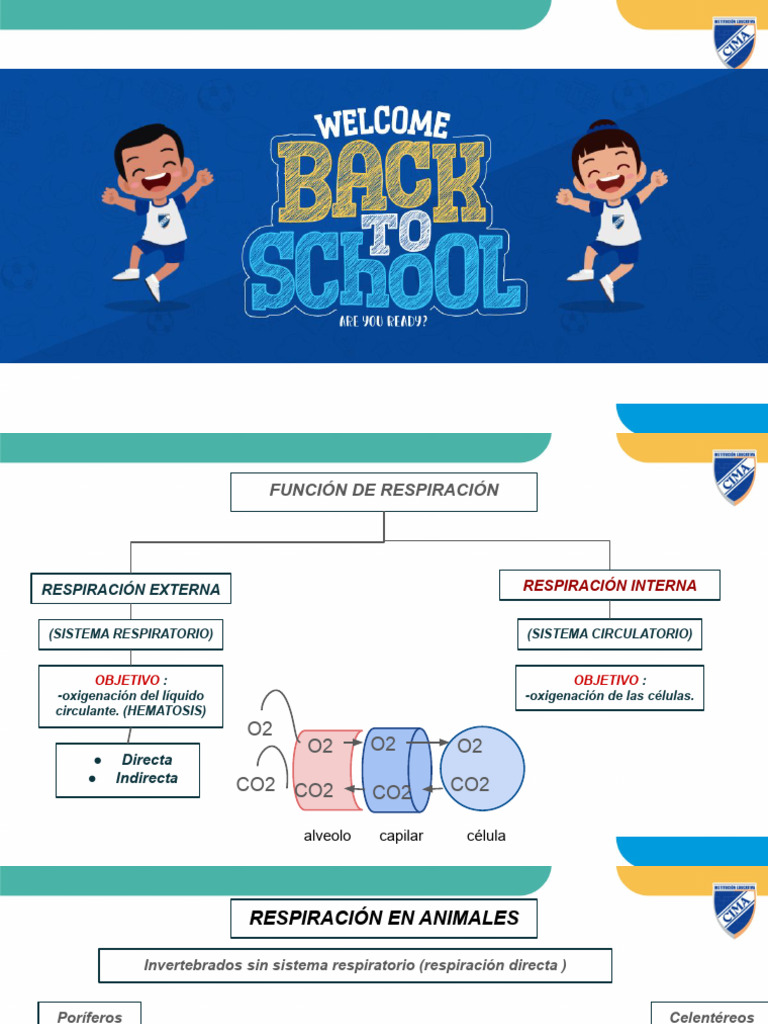 Funcion de Respiraci-N Teacher | PDF