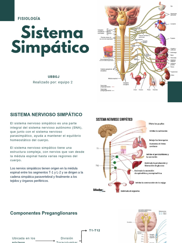 Funciones del Sistema Nervioso Simpático | PDF | Médula espinal | Nervio