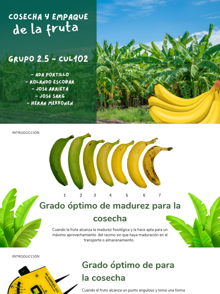 Cultivo Banano | PDF