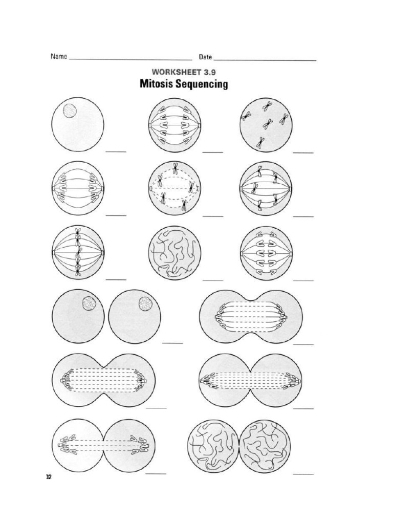 47 Mitosis Sequencing Activity | PDF