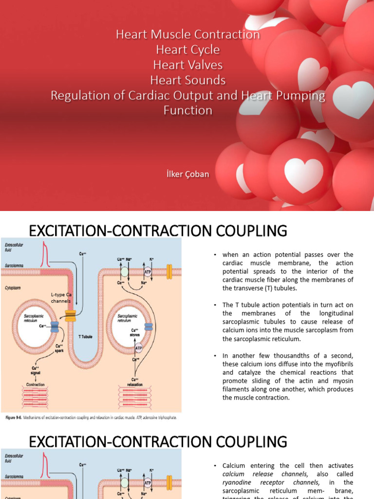 Heart Contraction-Valves-Sounds-Cycle-Regulation | PDF
