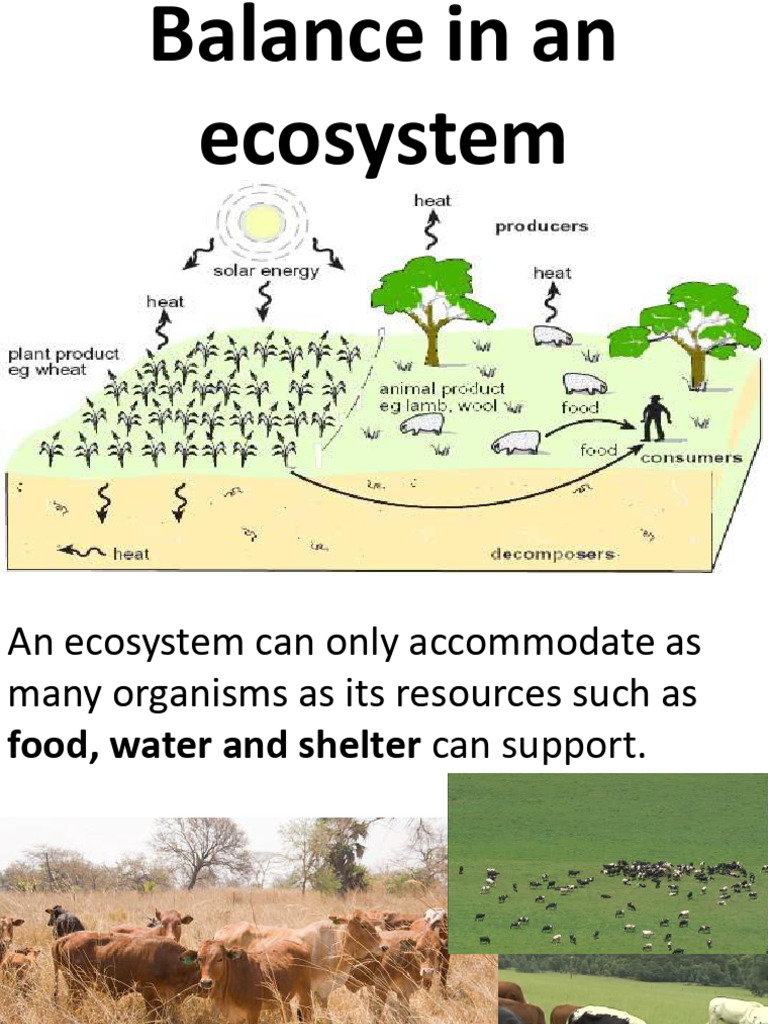 Unit 6 Balance in An Ecosystem | PDF | Ecosystem | Crime & Violence