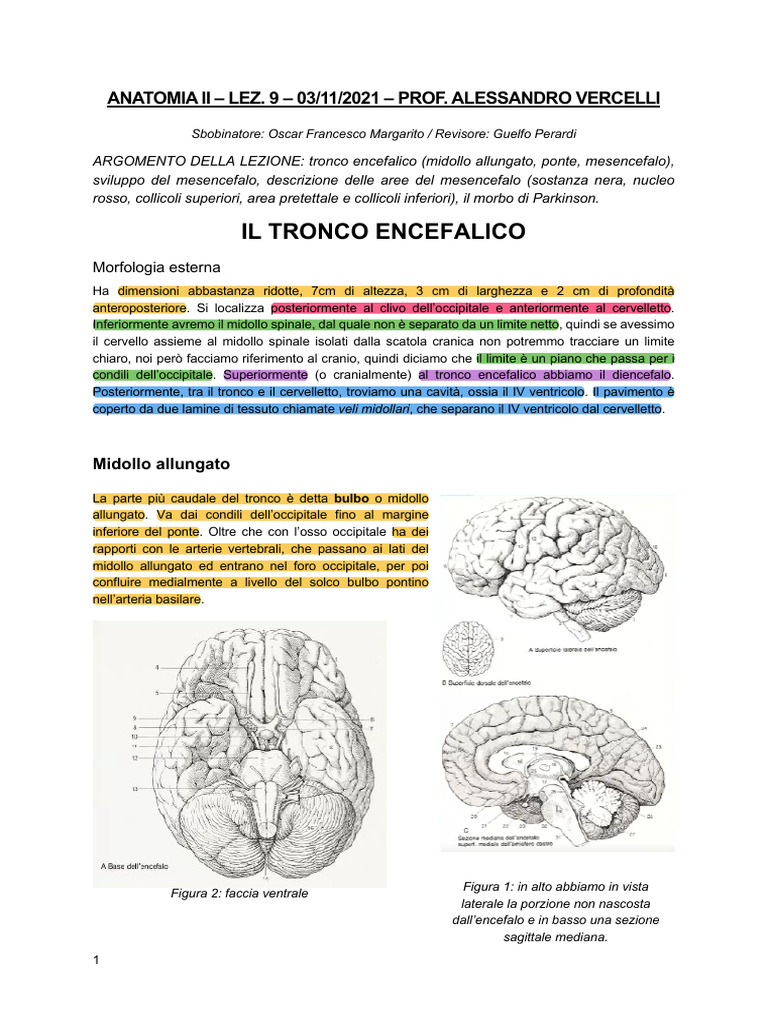 Neuroanatomia - Lezione 9 | PDF