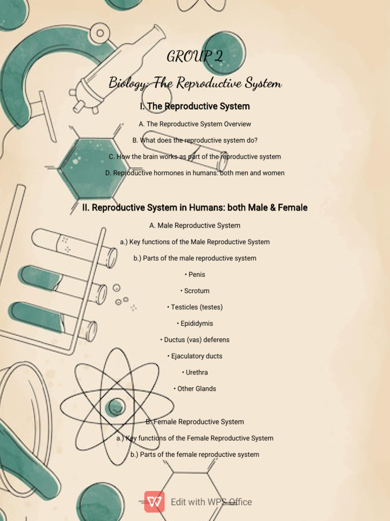 GROUP 2 Reproductive System Summary Sheet | PDF