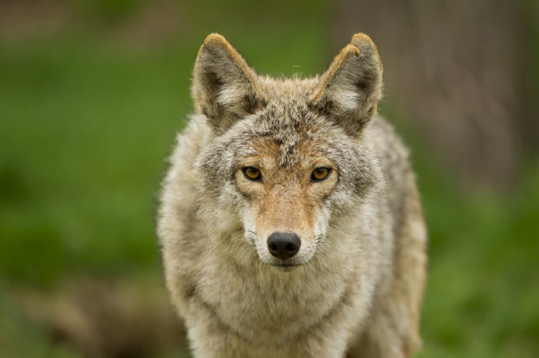 Coyote Animal Sentience Research | PDF