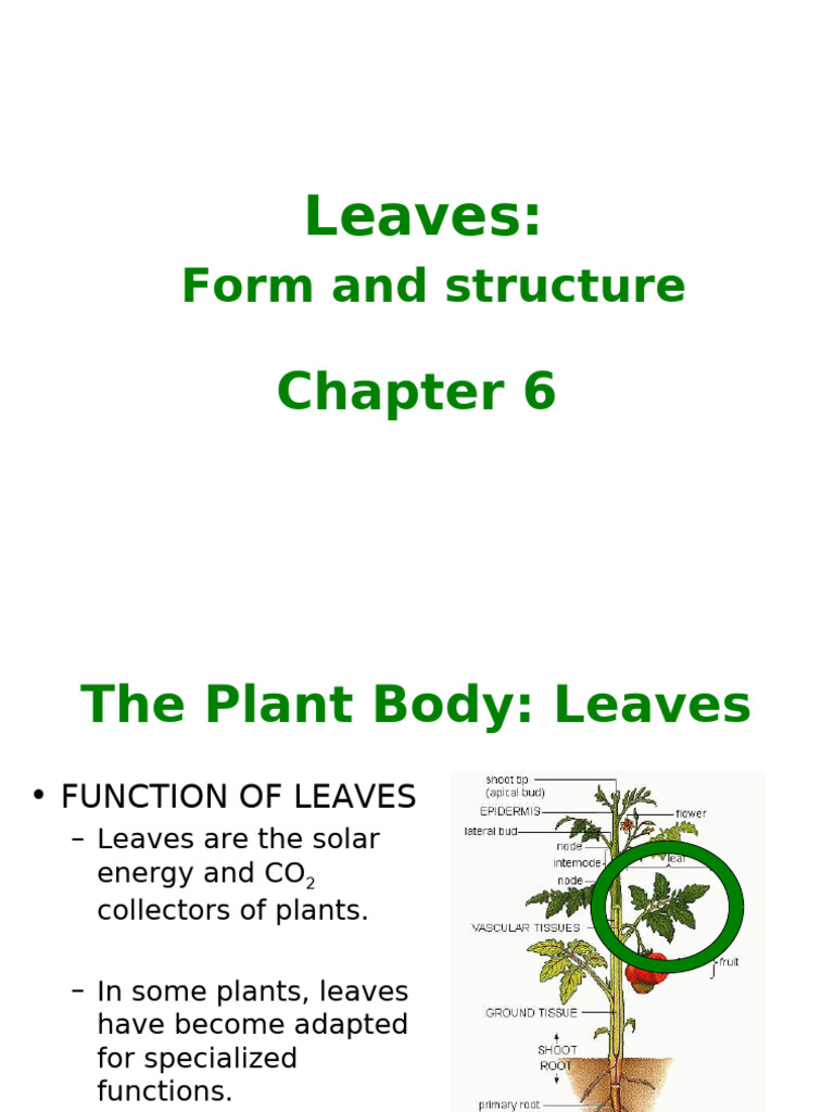 Plant Nutrition-The External Features of A Leaf and adaptations-PPT12 ...