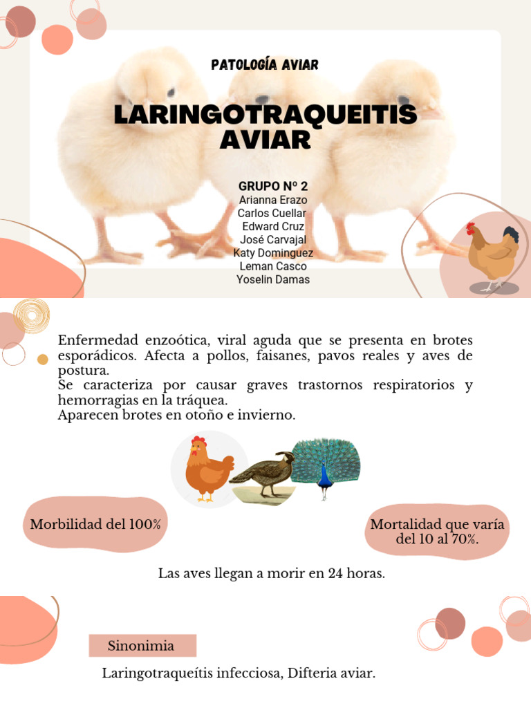 Laringotraqueitis Aviar | PDF