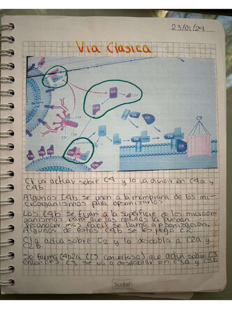 Via Clasica, Via Alterna, Via Manosa Lectica | PDF