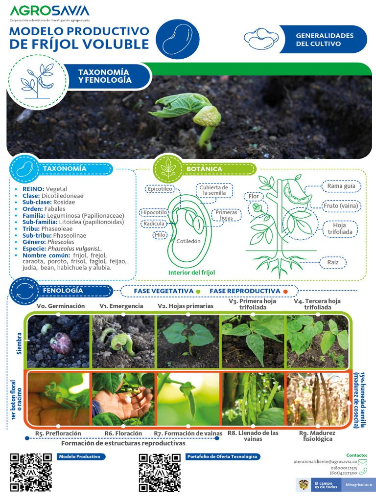 Frijol Voluble Antioquia | PDF