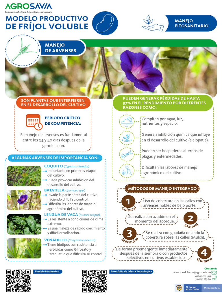 Frijol Voluble Manejo Arvenses | PDF