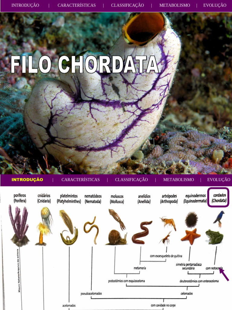 08 - Filo Chordata | PDF