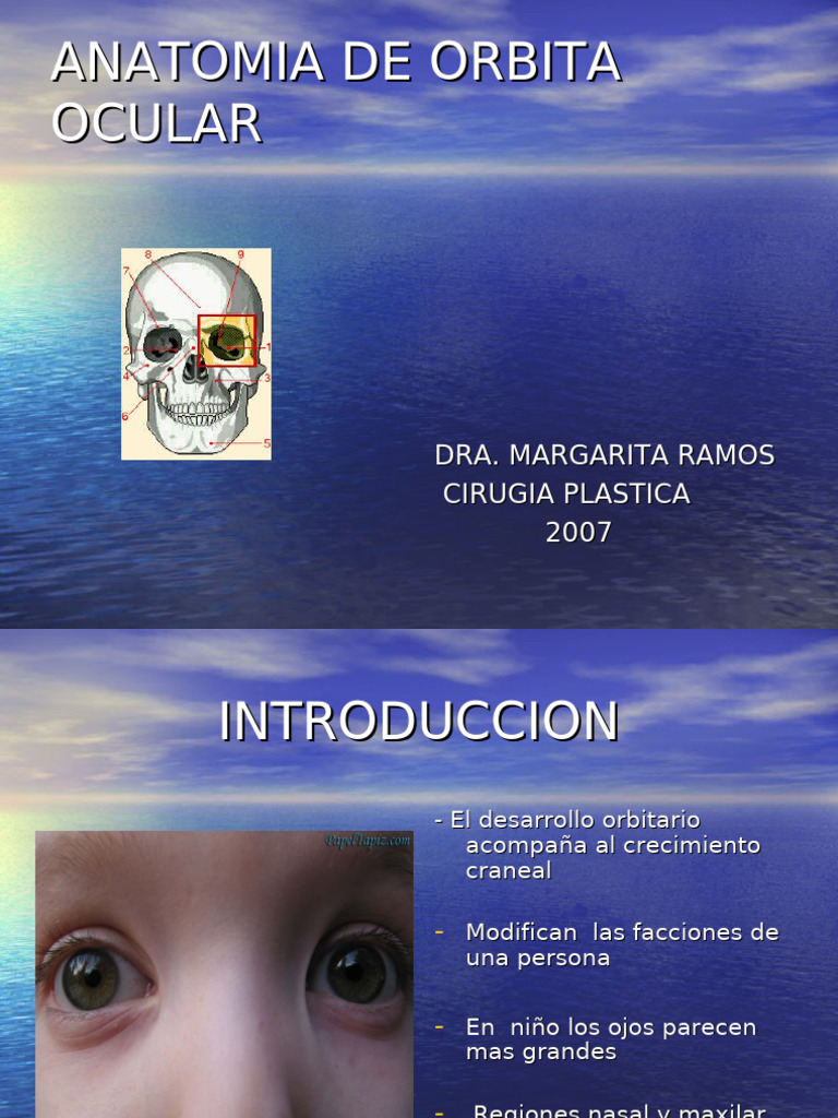 Anatomia de Orbita Ocular | PDF