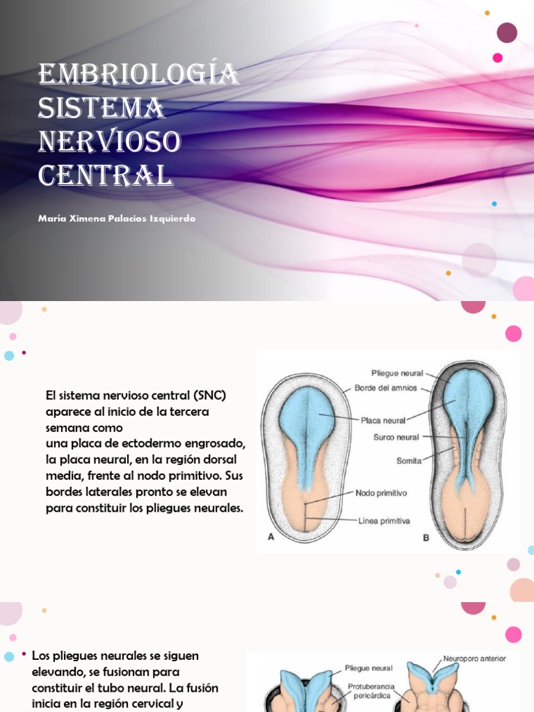 Embriología Sistema Nervioso | PDF