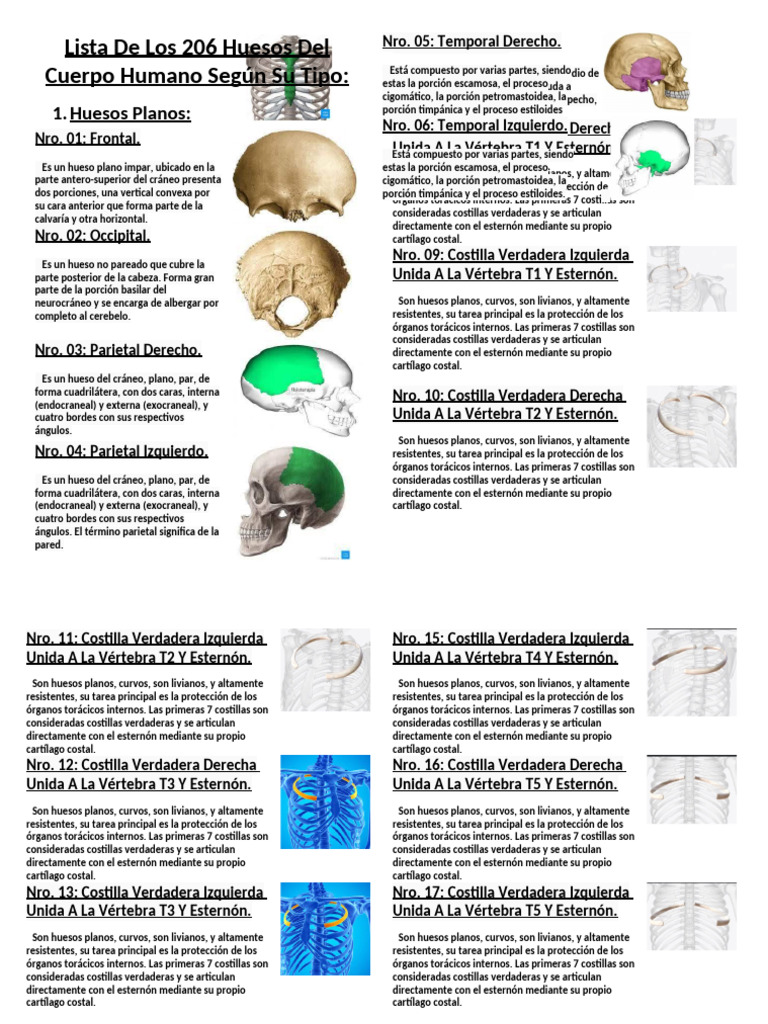 Lista de Los 206 Huesos Del Cuerpo Humano Según Su Tipo | PDF | Vértebra | Sistema esquelético