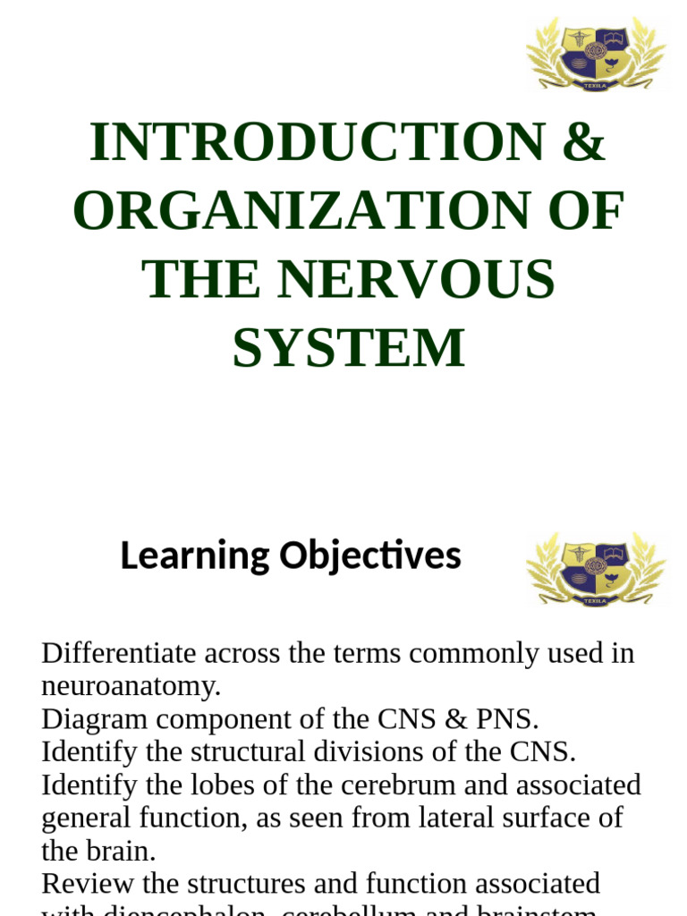 Gross Overview Neuroscience | PDF
