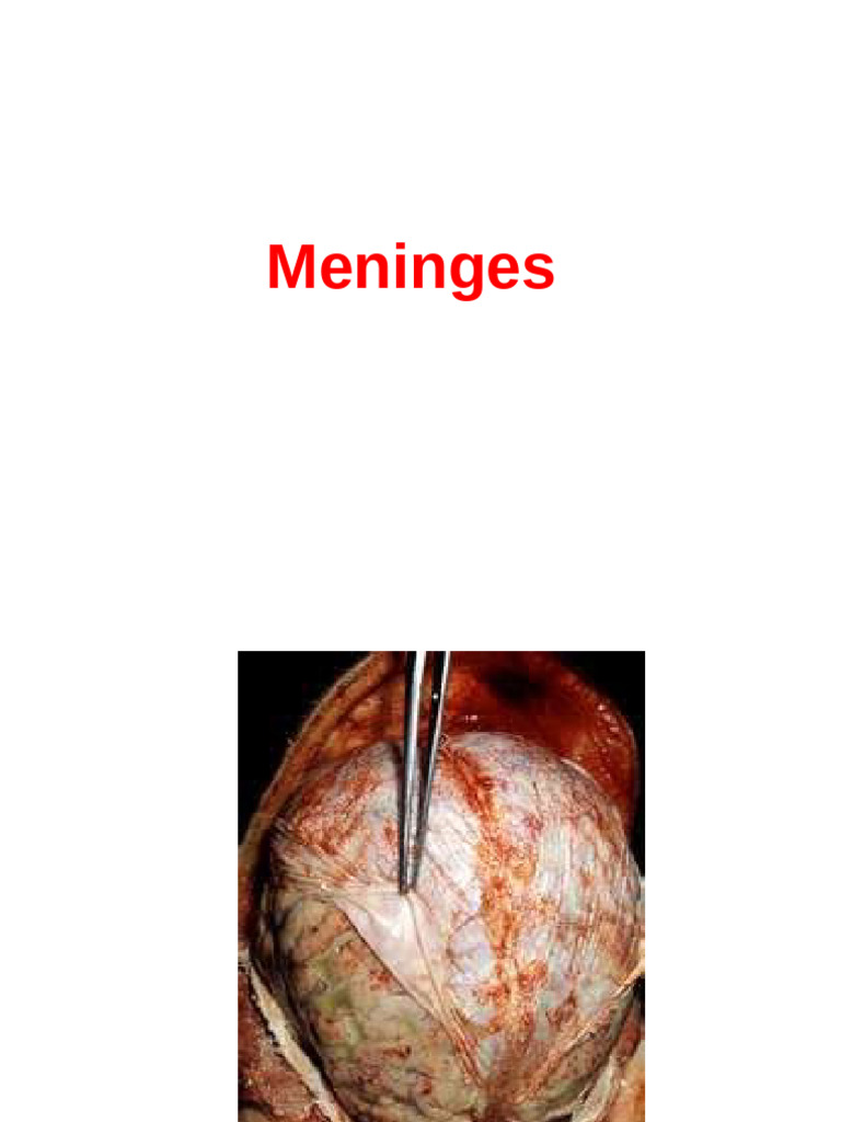 Meninges | PDF