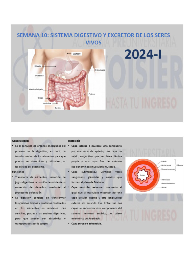 Semana 10 - Sistema Digestivo y Excretor de Los Seres Vivos | PDF
