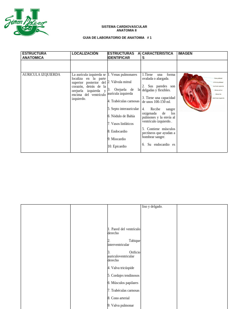 Guia de Anatomia de Cardiovascular 2024 - 2 To6 | PDF | Corazón ...