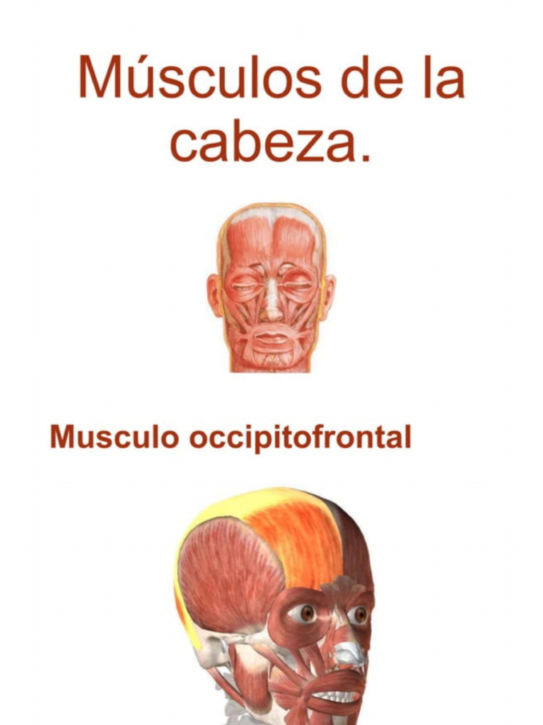 Musculos de La Cabeza | PDF