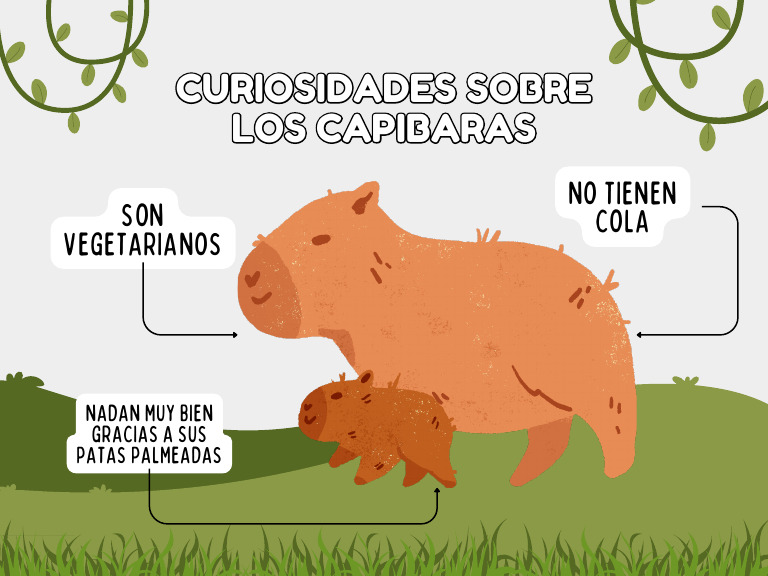 Gráfico Curiosidades de Animales Capibara | PDF