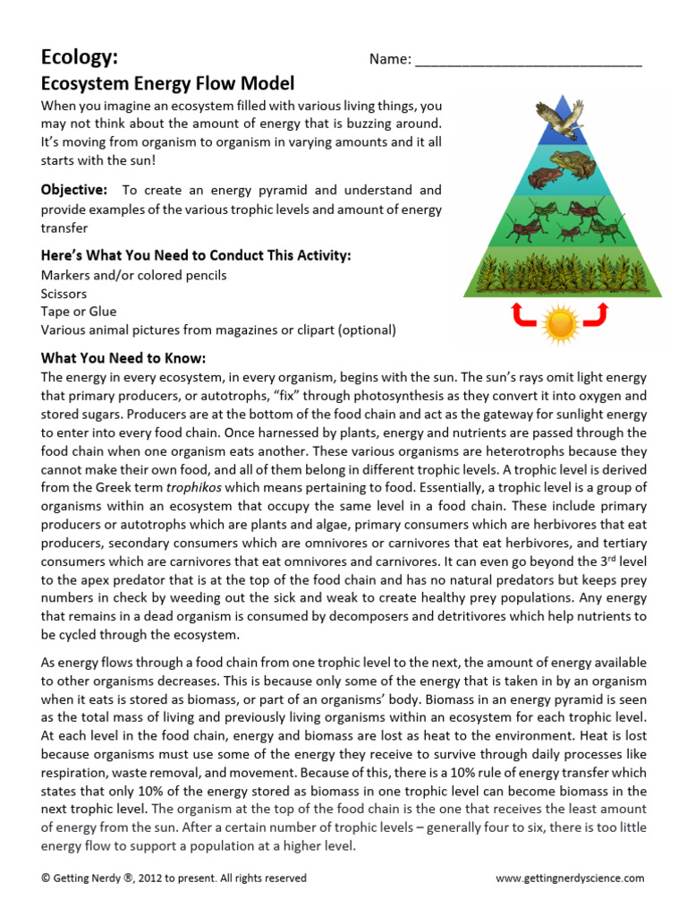 Ecosystem Energy Flow Model Activity | PDF | Food Web | Biomass (Ecology)