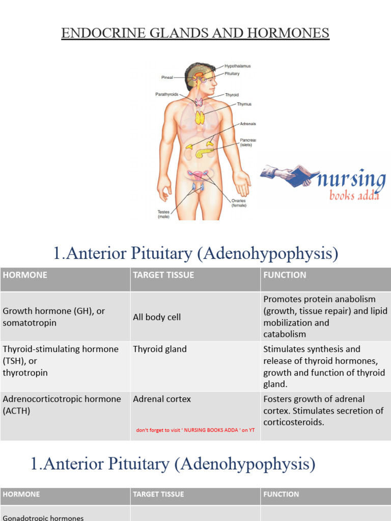 Endocrine Glands and Hormones | PDF