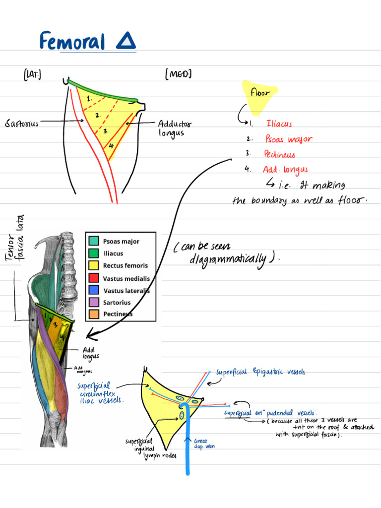 Femoral Triangle - Adductor's Canal | PDF