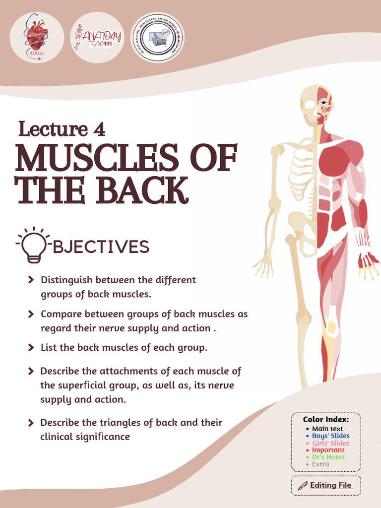 L04- Muscles of the back | PDF