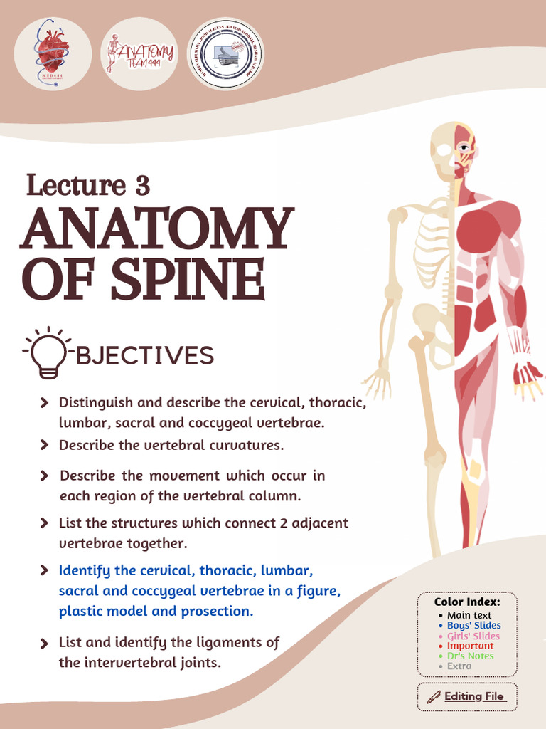 L03- Anatomy of Spine | PDF
