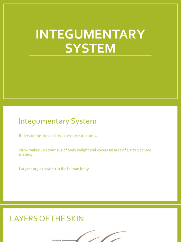 Module 3 Integumentary System | PDF