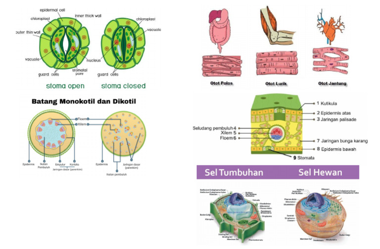 Biologi Kelas 2 | PDF