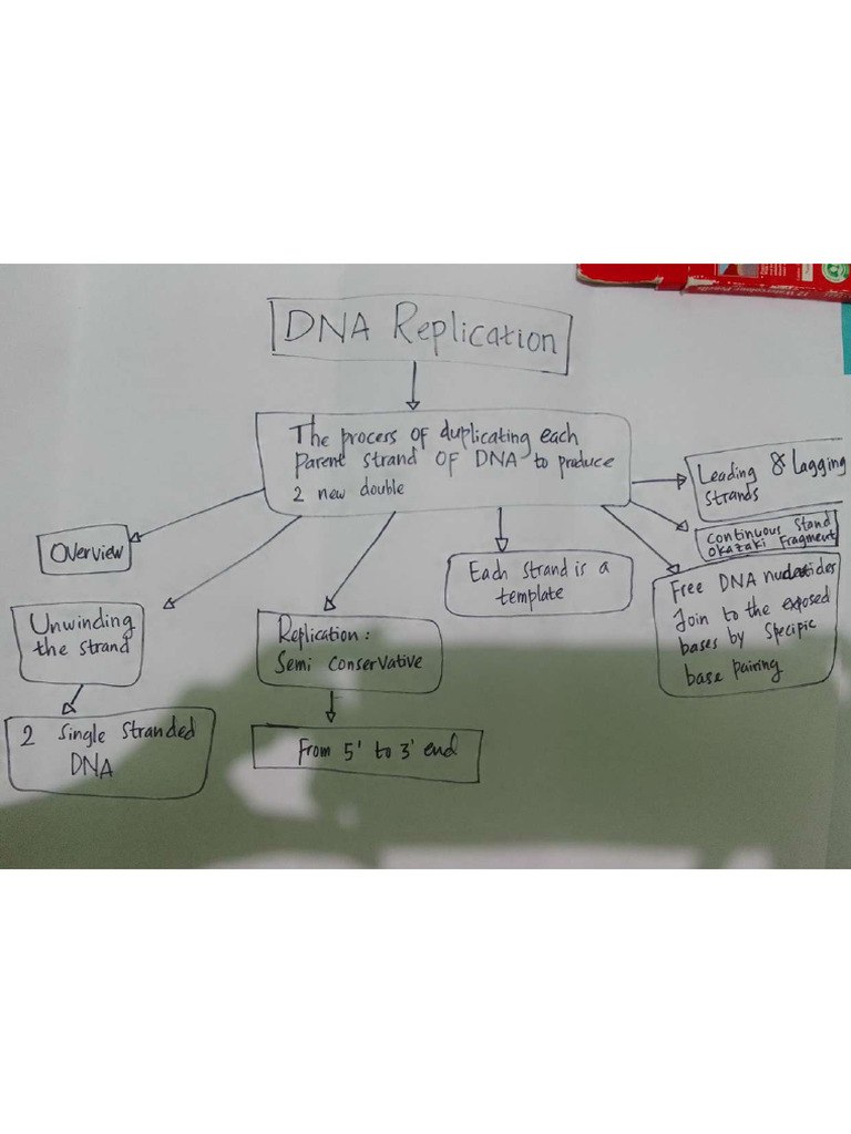 Mind Map DNA - 09 - ANDI VANI ADRIAN - 230111511002 | PDF