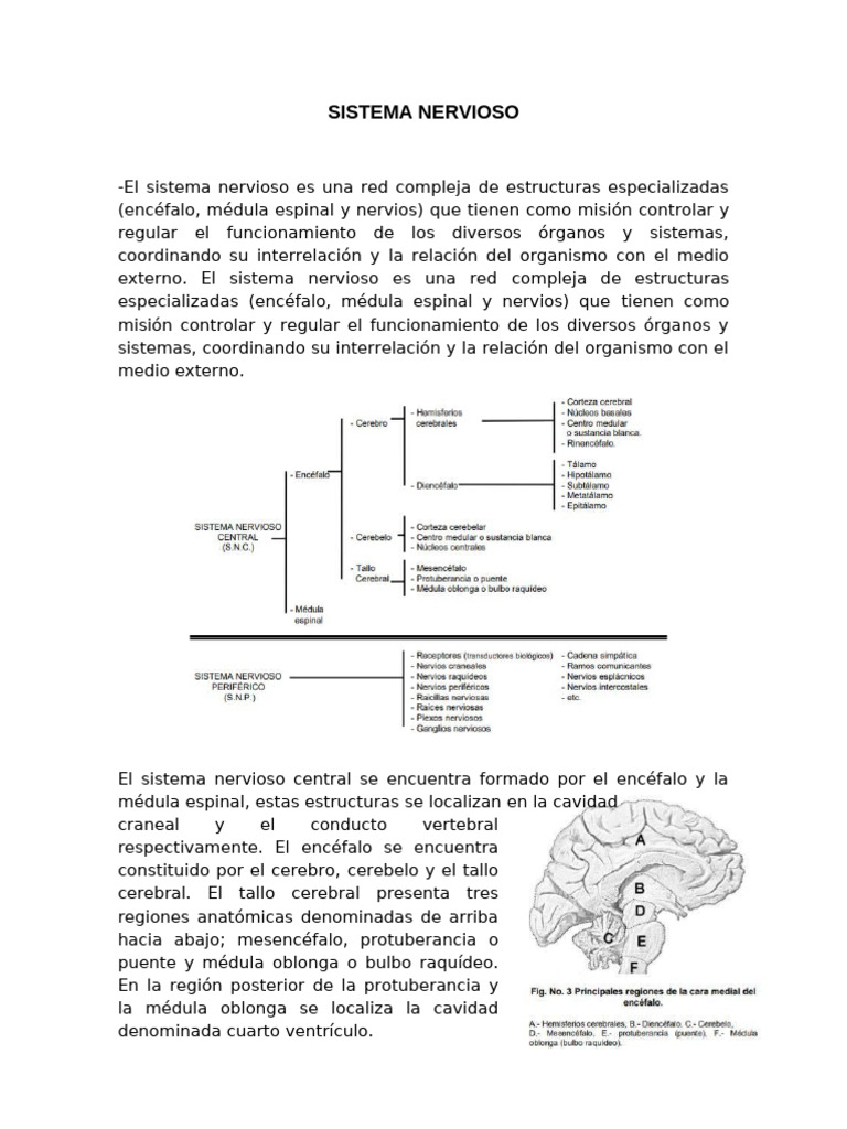 Sistema Nervioso | PDF