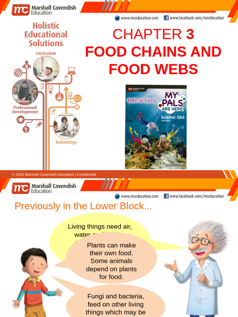 Food Chain and Food Web Lesson 2 | PDF