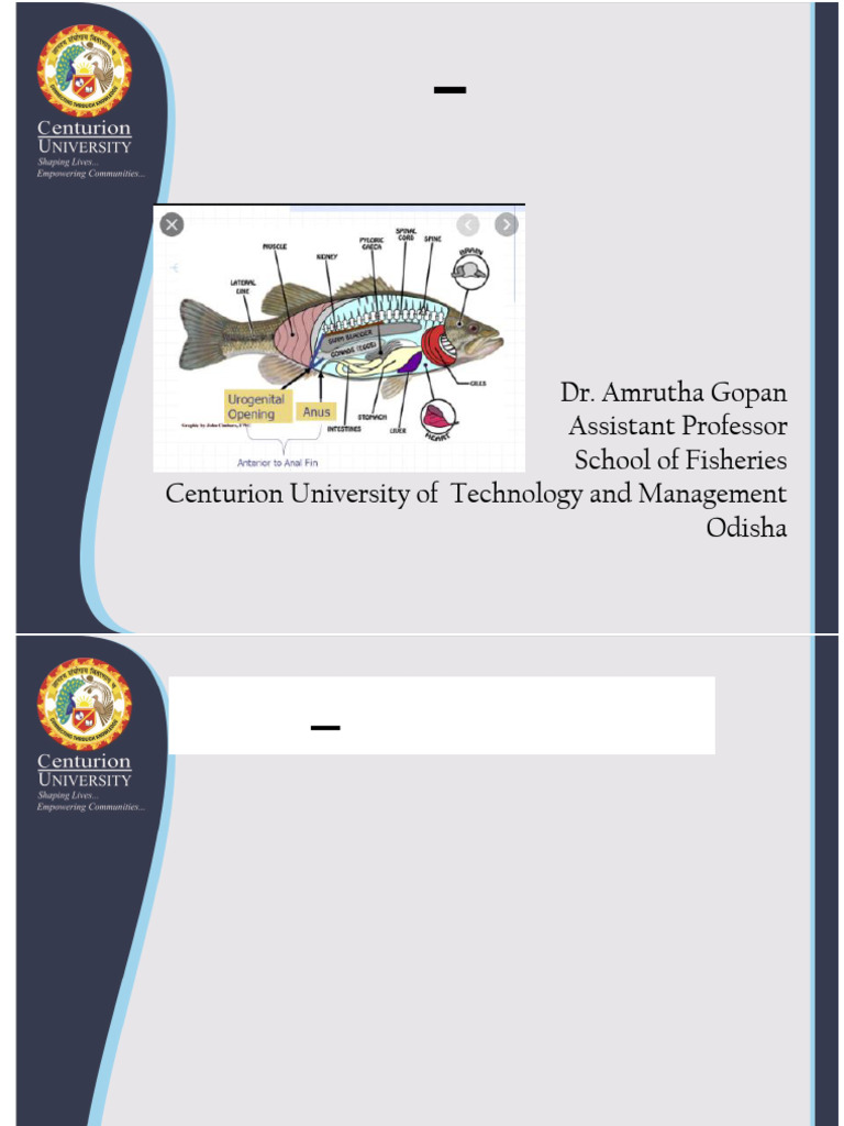 Session 11 Urino Genital System | PDF