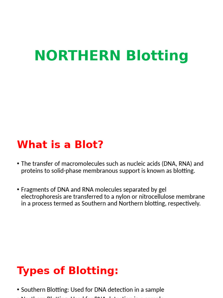 Northern Blotting | PDF