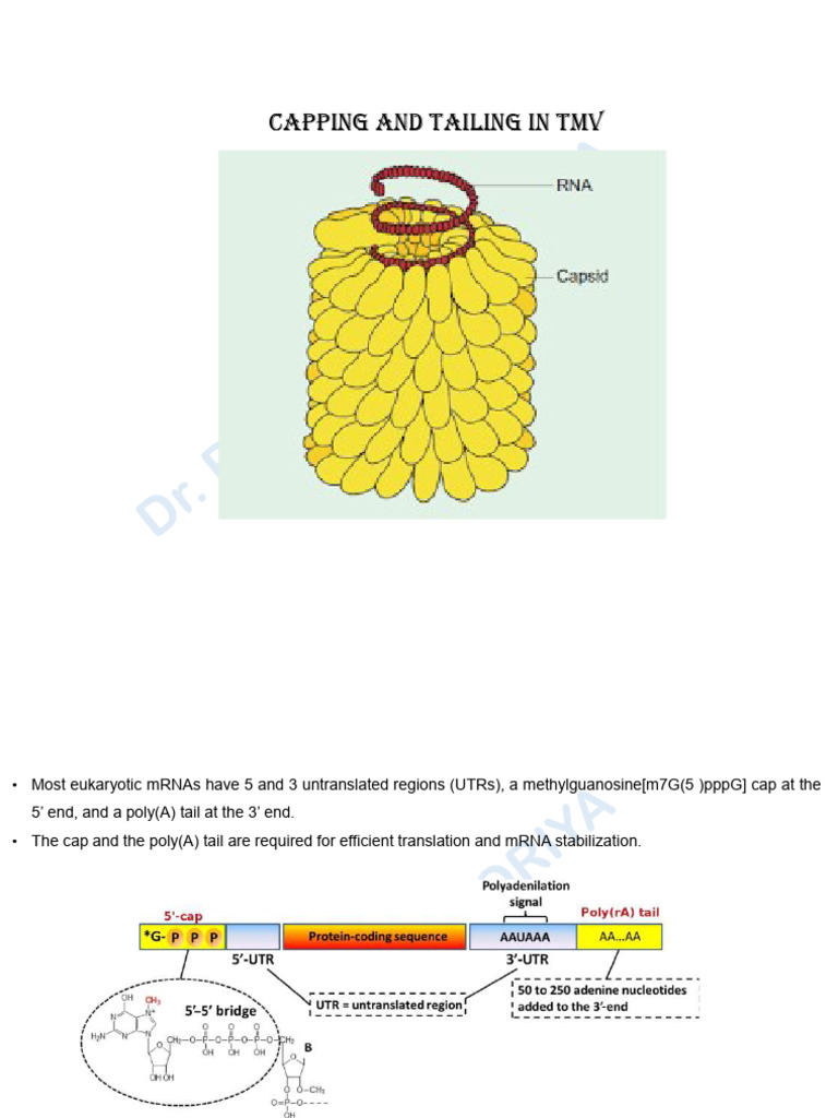 Unit 3 TMV and HIV | PDF