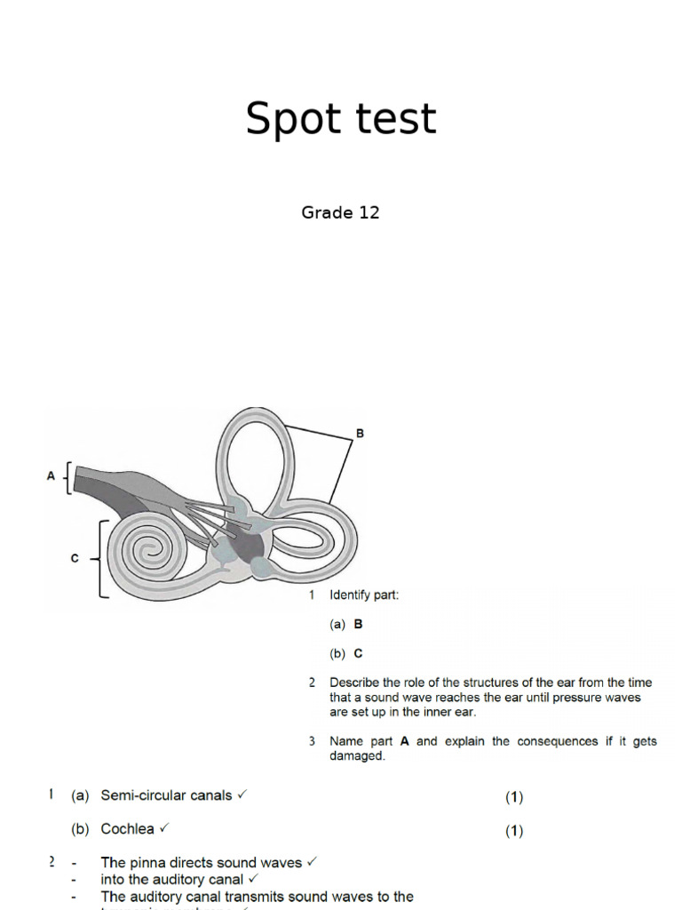 Spot Test gr12 | PDF