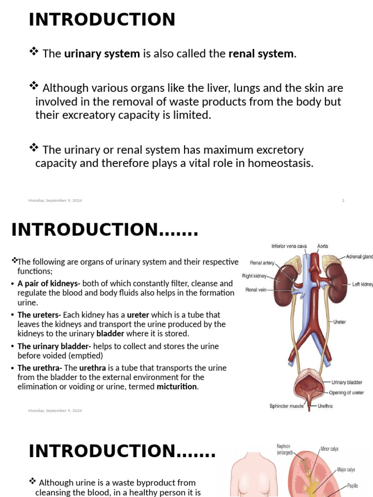 Abuthcon The Urinary System | PDF