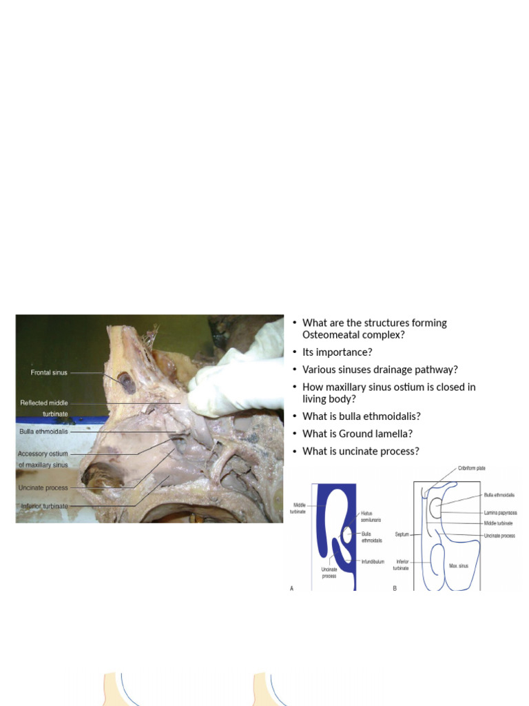 Nose and Throat MBBS Revision | PDF | Human Nose | Self-Improvement