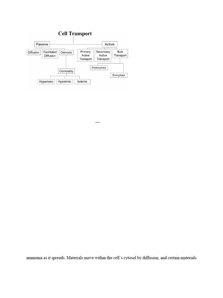 Cell Transport | PDF