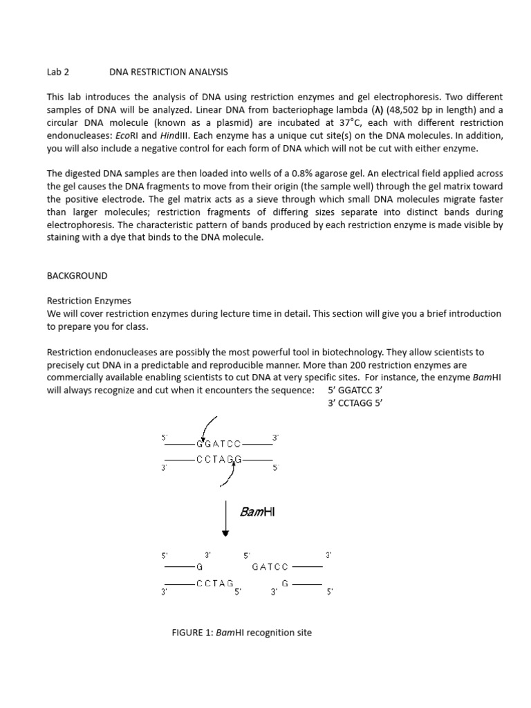 Lab 2 DNA RESTRICTION ANALYSIS | PDF