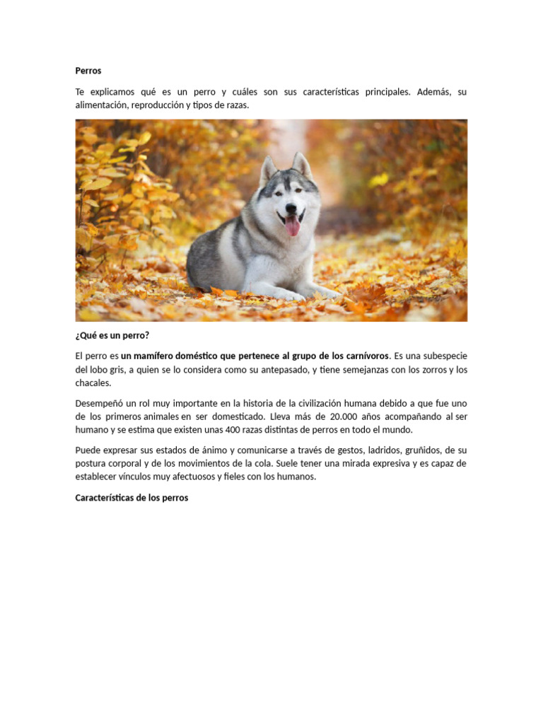 Los Perros | PDF
