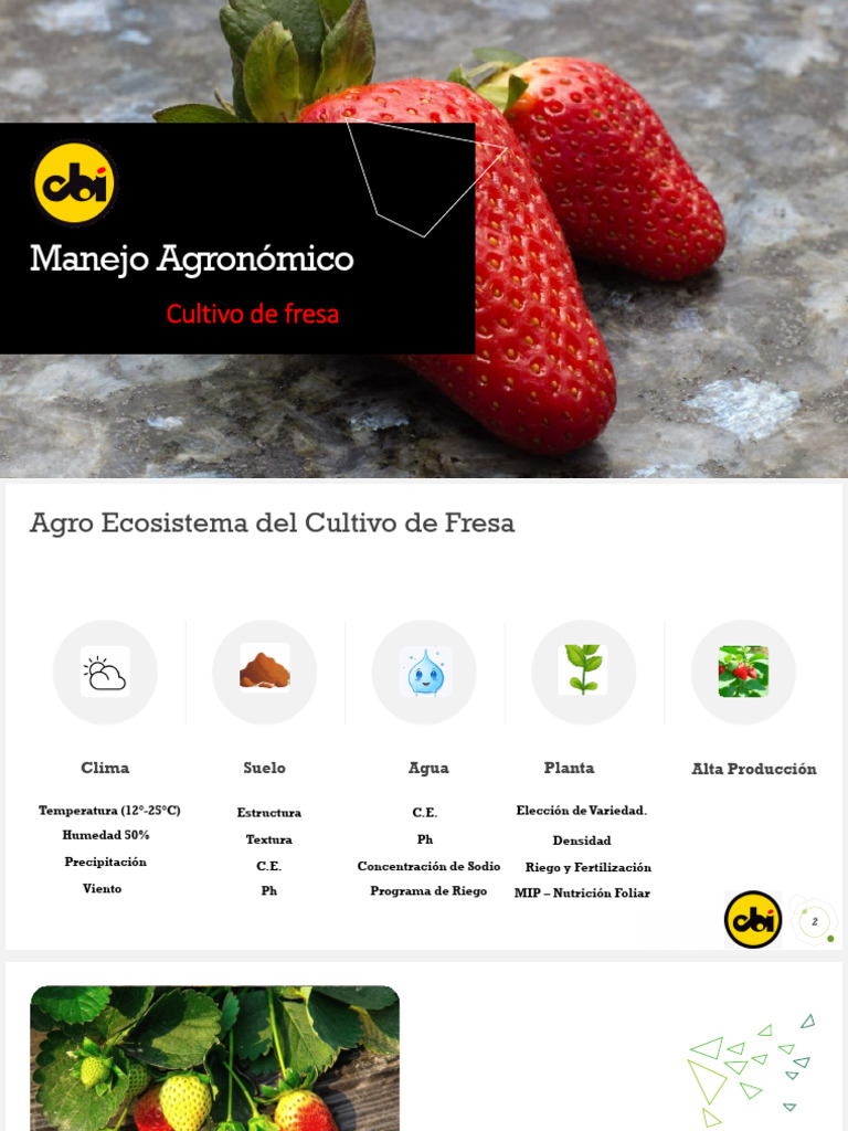 Presentacion Cultivo de Fresa | PDF
