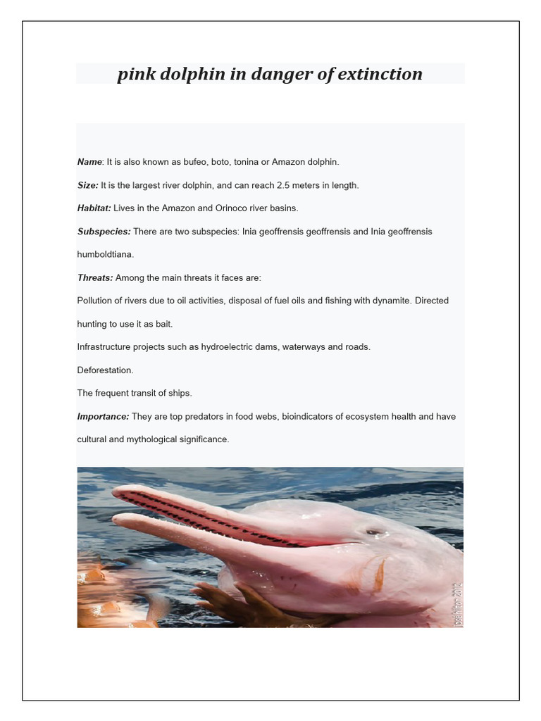 Pink Dolphin In Danger Of Extinction Pdf
