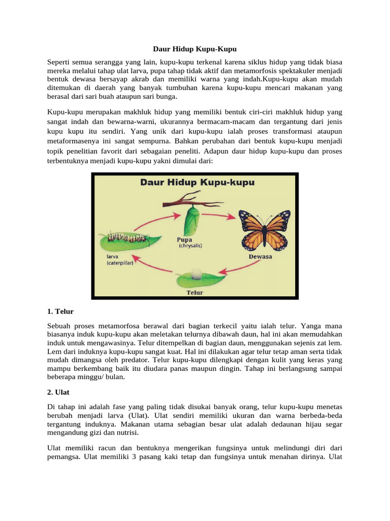Daur Hidup Kupu | PDF