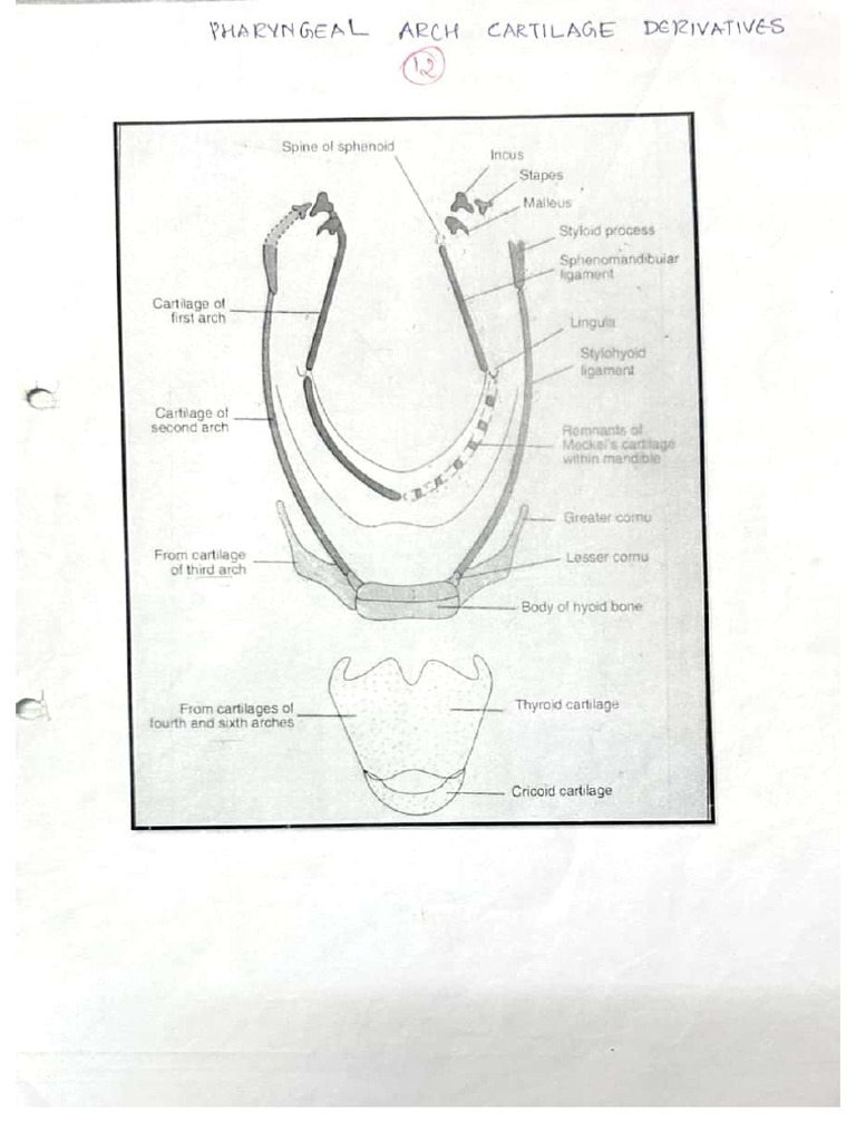 Embryology Chart | PDF